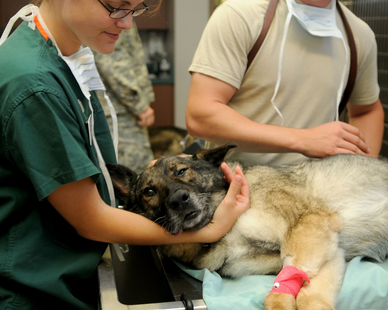 Pros And Cons Of Being A Vet Tech Career Explained Power Of Pros And Cons Of Being A Vet Tech Career Explained Power Of
